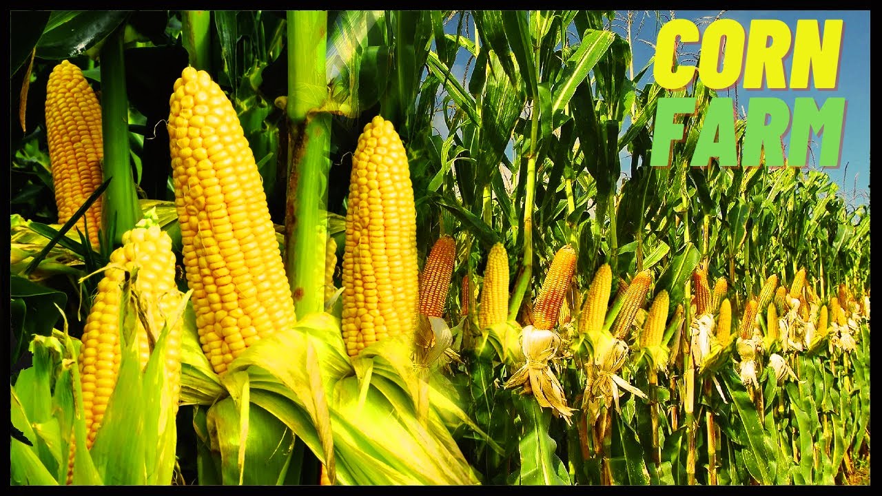 How Corn Is Cultivated, Harvest, and Processed to Canned Sweet Corns ...