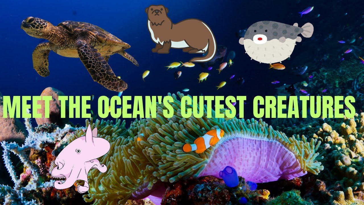 Meet The Ocean's Cutest Creatures|| Five Cutest Ocean's Creatures ...