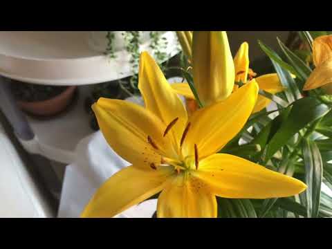 Hediye lilyum nasıl bakılır saksıda lilyum bakımı