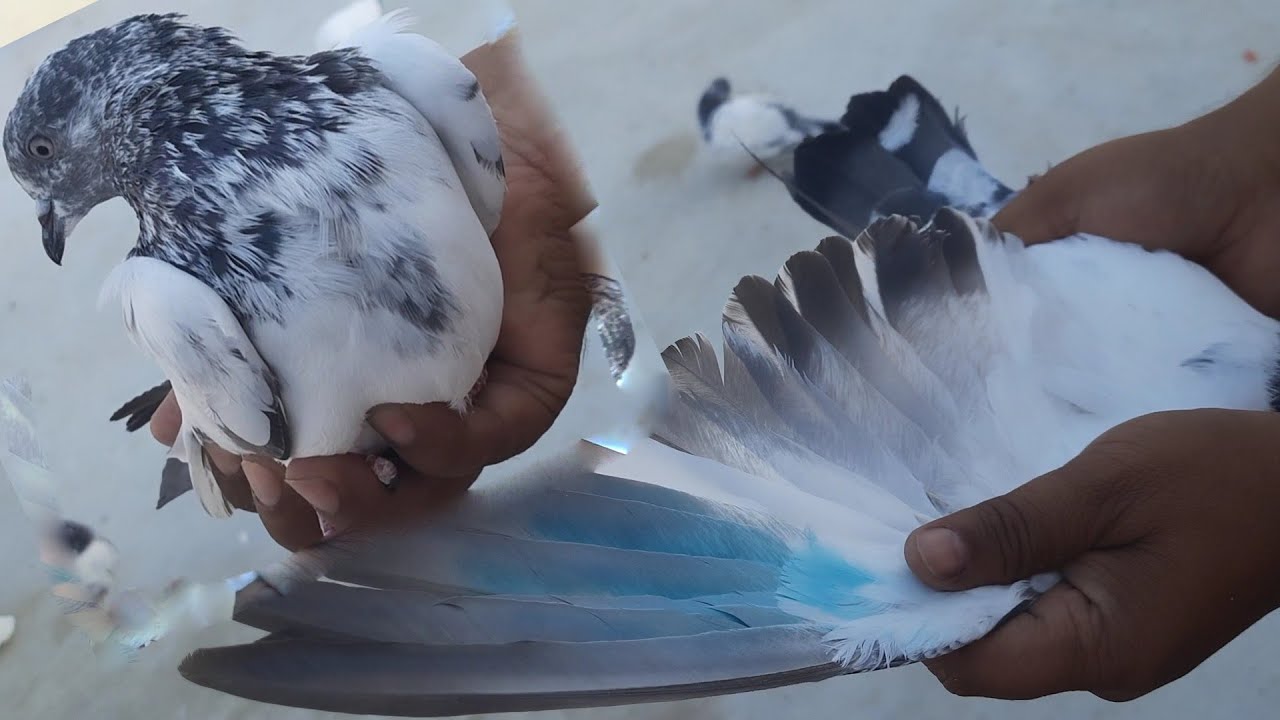 रंग लगा हुवा कबोएर पकड़ा #viralvideo #pigeon #bird #kabotarlover #rang# ...