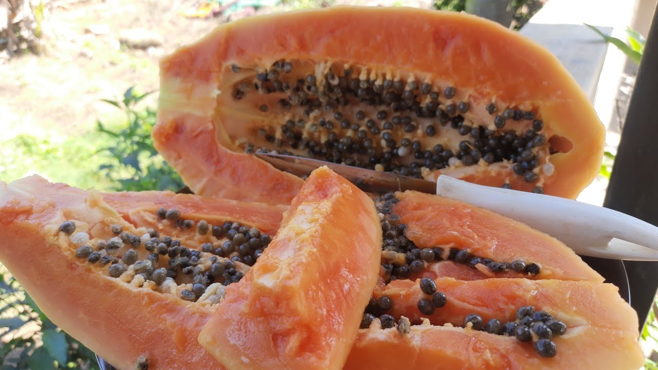 Red lady papaya.. tasting first fruit.. - YouTube