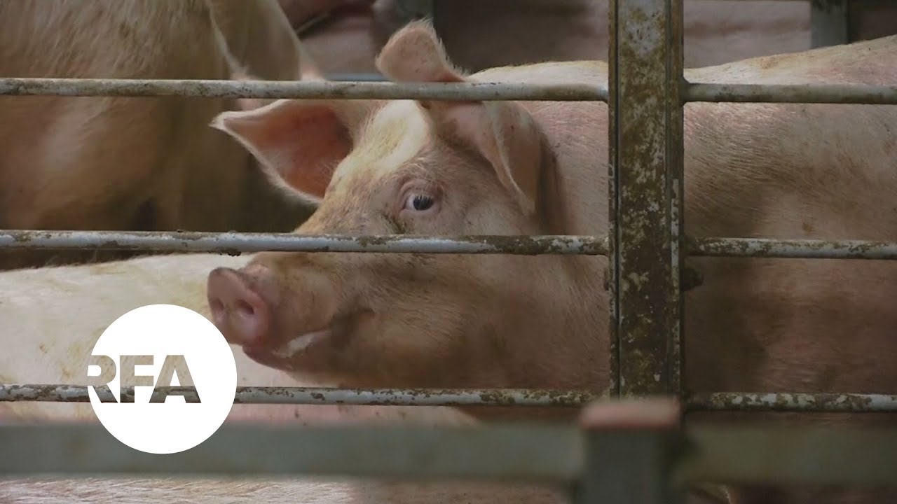 Large-Scale Pig Farms Taking Over in China | Radio Free Asia (RFA ...