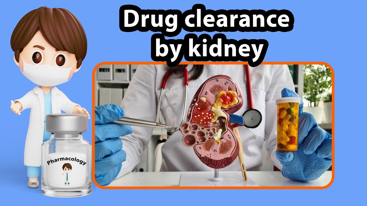 Drug clearance by kidney (Pharmacology #4) - YouTube