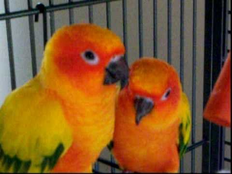 Our Sun Conure Birds Spaz and Coco - YouTube