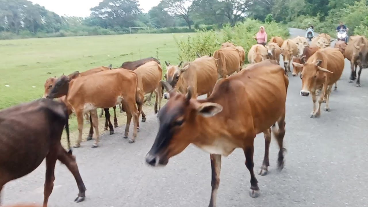 suara sapi lembu bunyi manggil kawanan gembala sapi peternakan sapi di ...