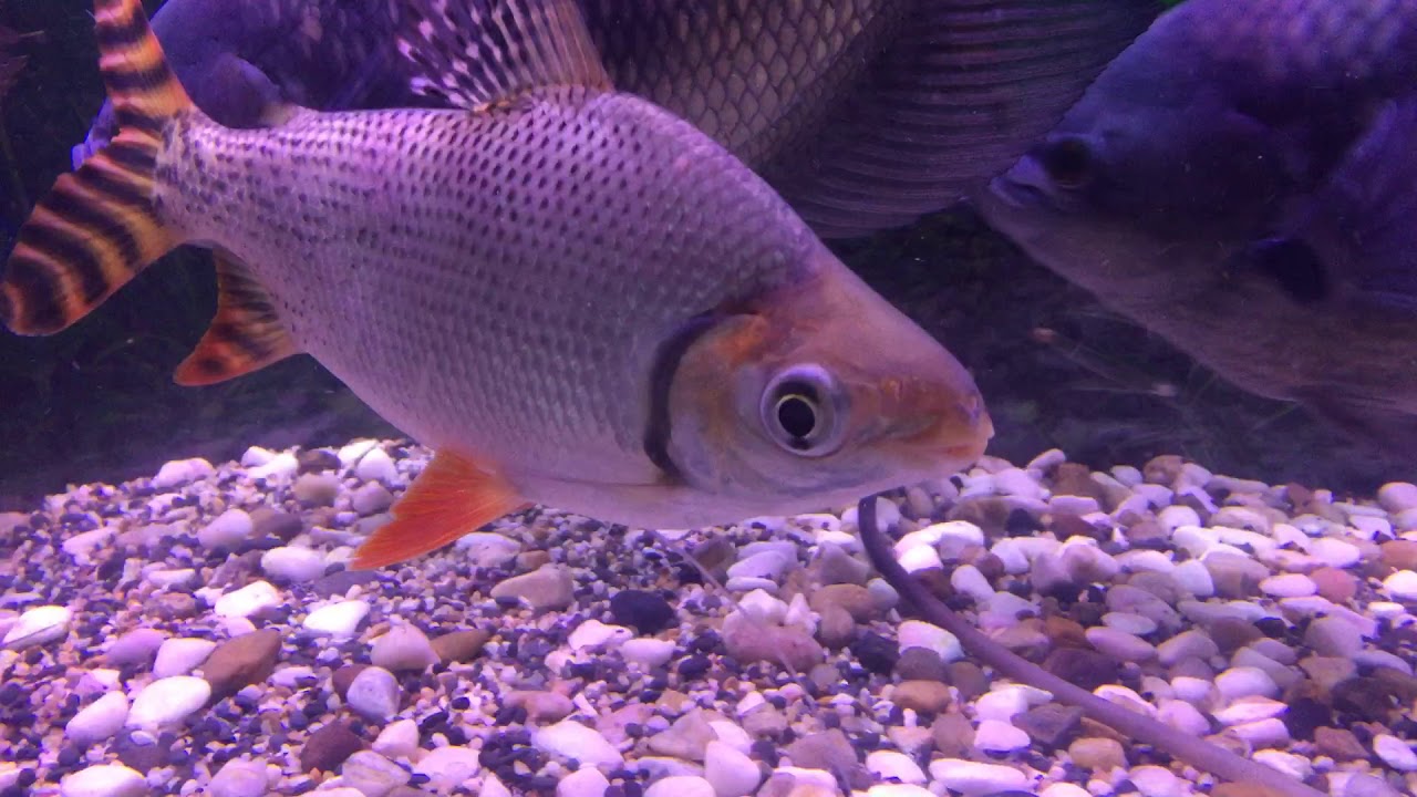 Beautiful Fei Fong / Phoenix’s Fish - YouTube