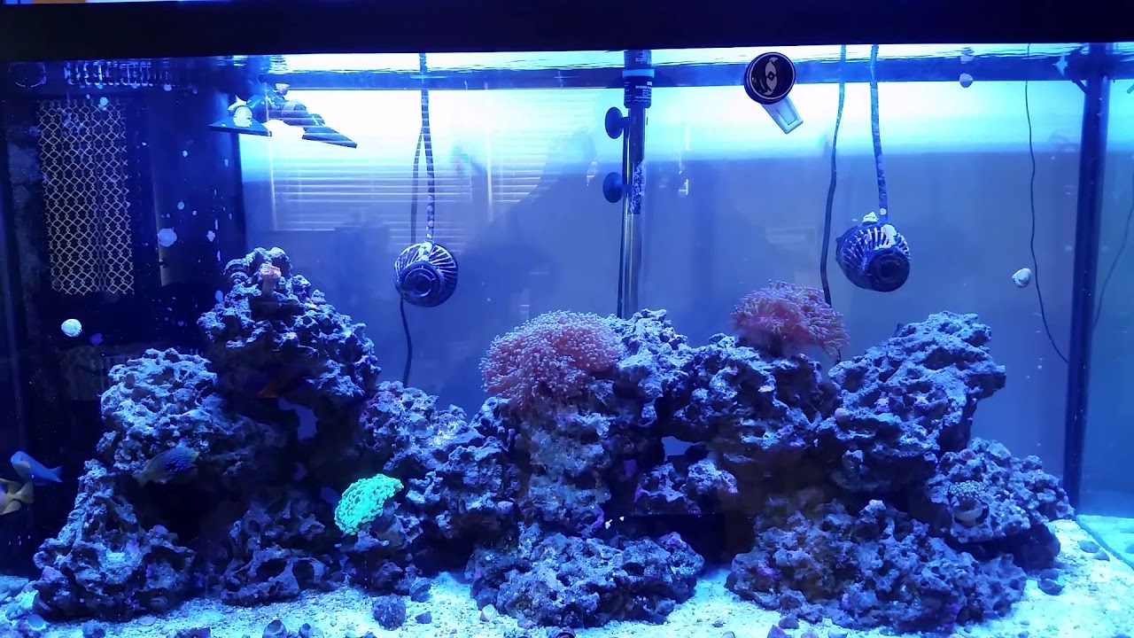 90 gallon Reef Tank overview and update - YouTube