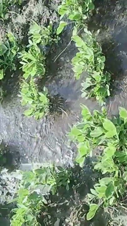 khet me pani chal Raha hai 🆕 vlog - YouTube