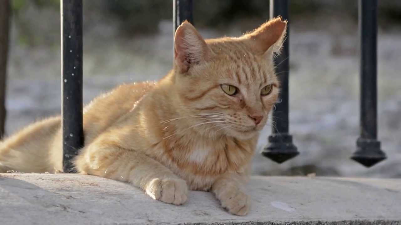 The cats of Acropolis - YouTube