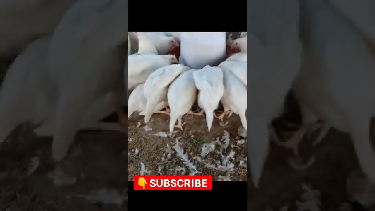 5000 LAYER POULTRY FARM || FEEL BETTER LIFE || #VIRALSHORTS || 5000 ...