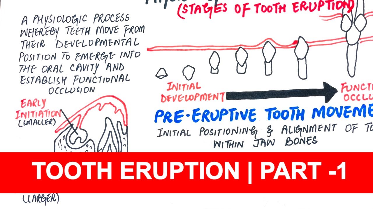 Tooth Eruption | Pre-Eruptive, Eruptive & Post-Eruptive stages - Part 1 ...
