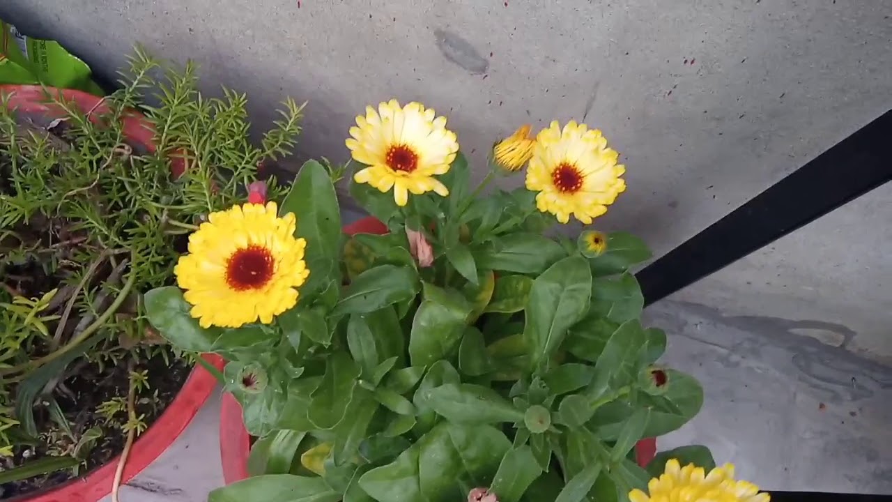 How to care and grow calendula flowers plants.tips for flowers - YouTube