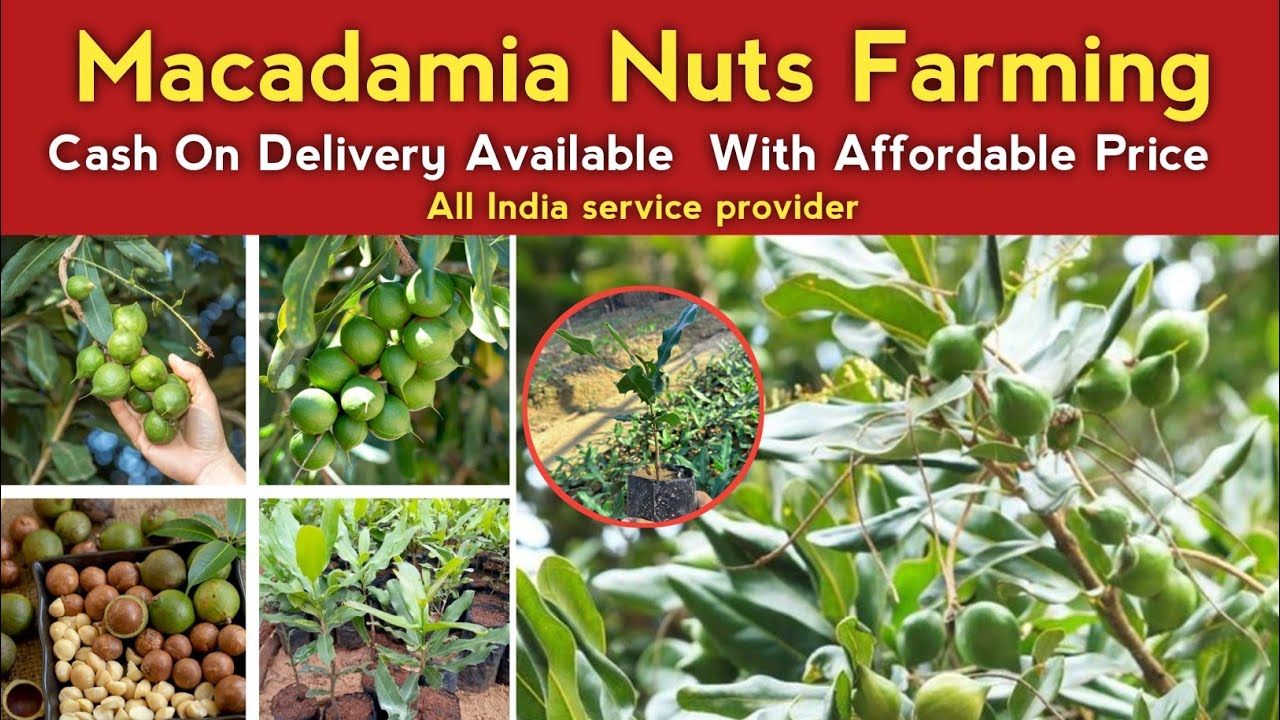 Mecademia Nuts Farming In India | Macadamia Nuts Farming In Assam ...