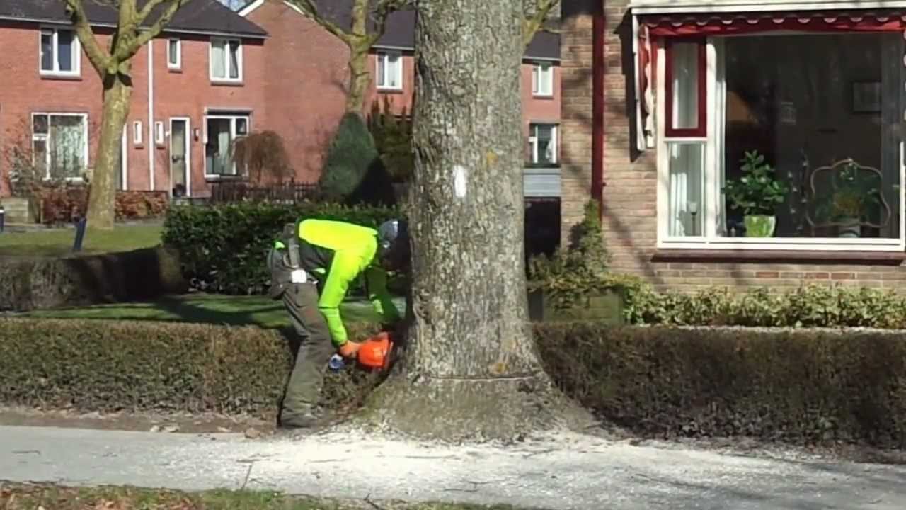 Boom rooien Kuipersweg Buitenpost - YouTube