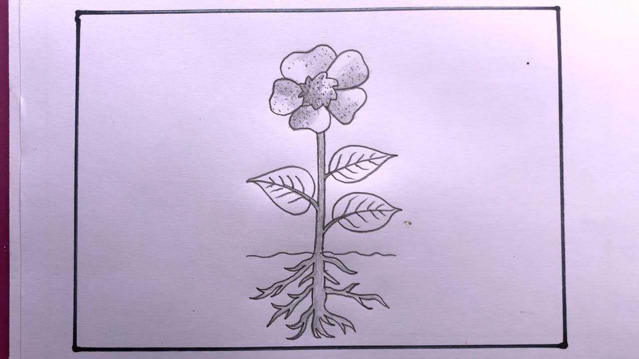 How To Draw Easy Plant/Drawing Plant/Easy Plant Drawing - YouTube