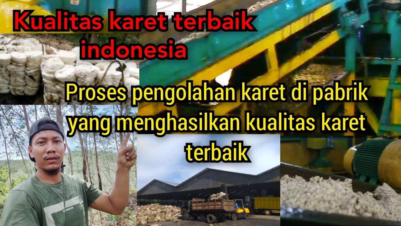seperti ini proses pengolahan getah karet di pabrik yang menghasilkan ...