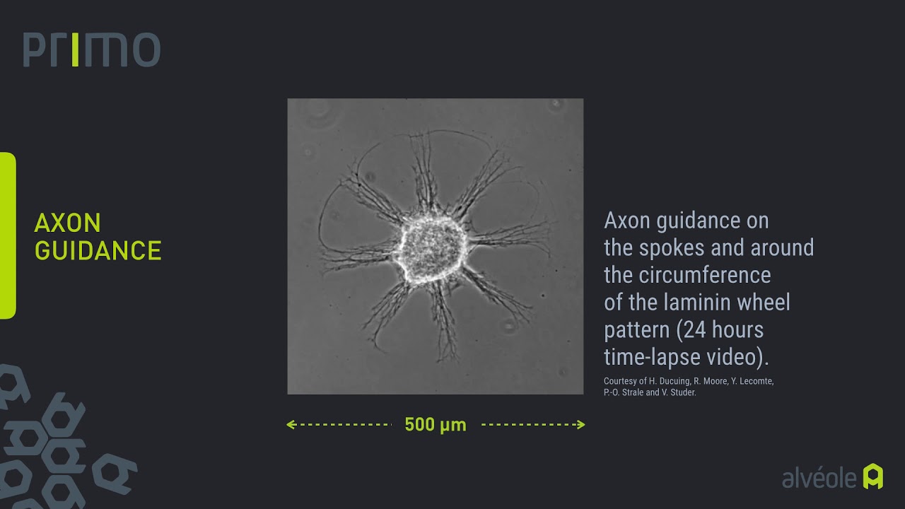 PRIMO Bioengineering - Applications in Cell Biology - YouTube