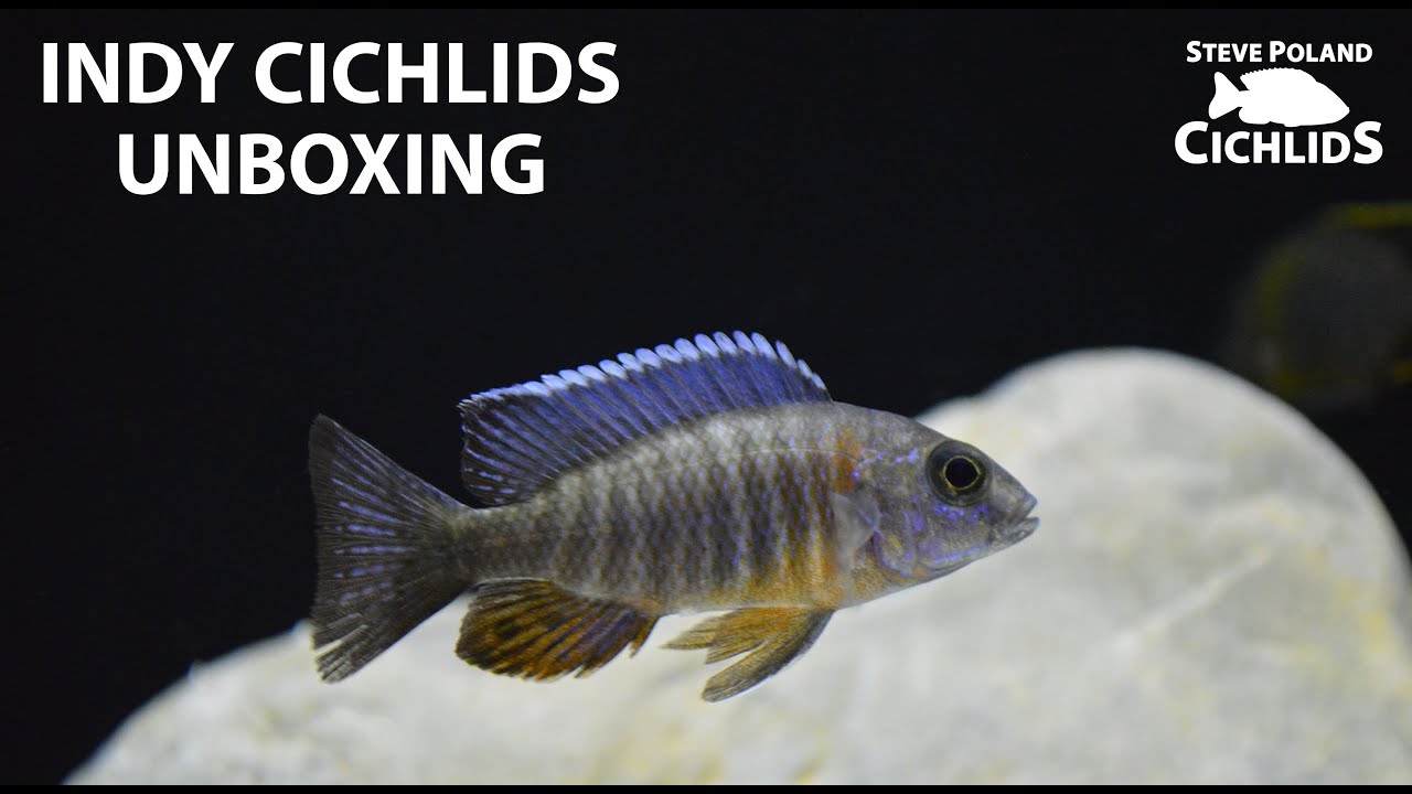 Fish Unboxing: 5 New Peacocks from Indy Cichlids - YouTube