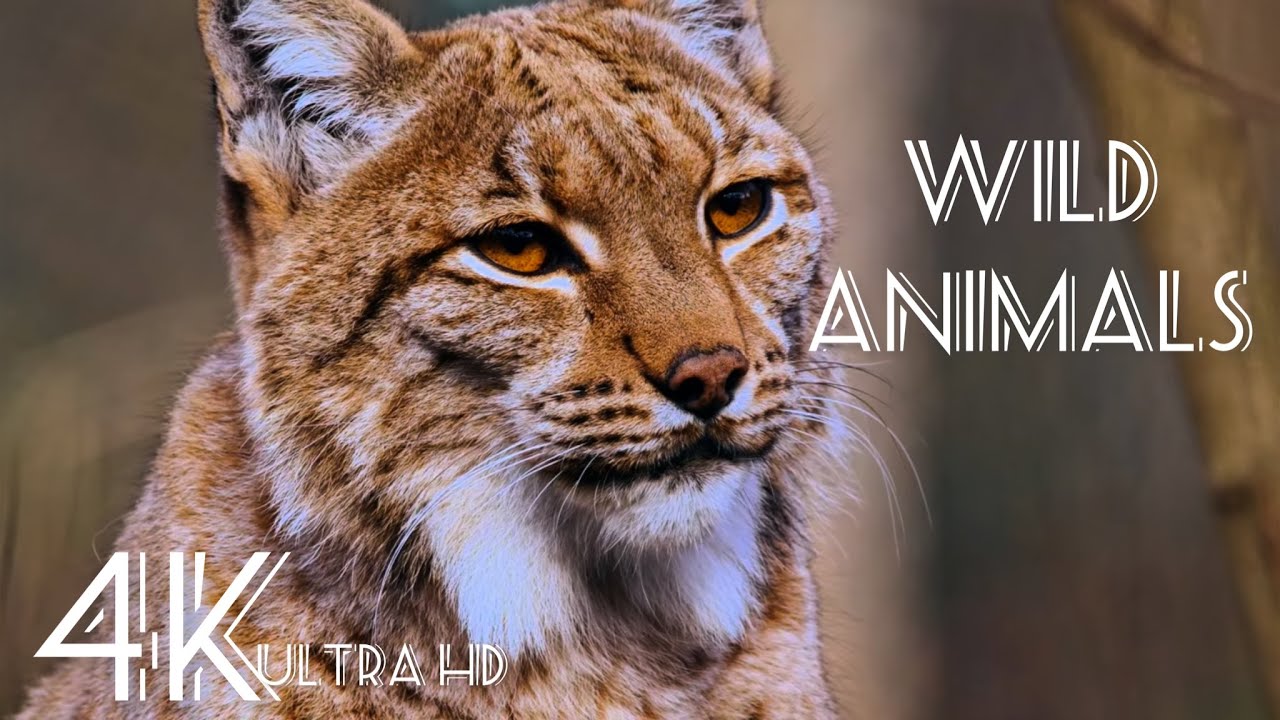 4K ultra HD/ Wild animals/ Great wildlife movie - YouTube
