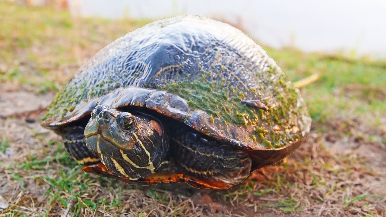 Tank The Turtle Is Back! - YouTube