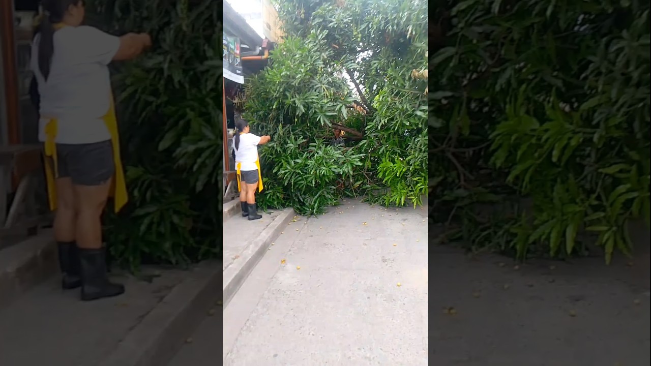 natumba ang puno Ng mangga - YouTube