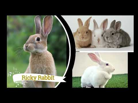 K1 - Animal Story -W5-D4- Ricky Rabbit - YouTube