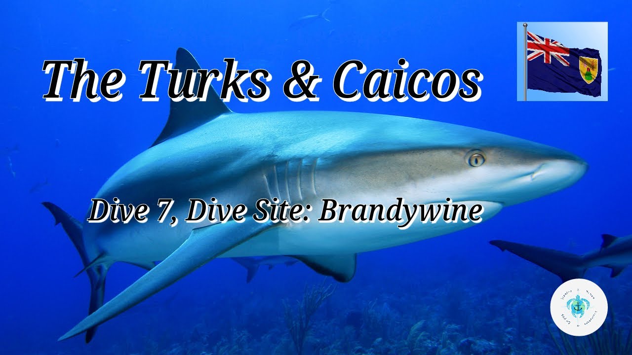 Scuba Diving Turks & Caicos, Dive 7, Dive Site: Brandywine - YouTube