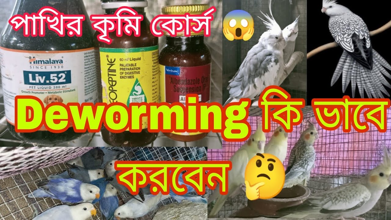 How to do the Deworming 😱😱. Deworming Medicine Tips। পাখি কৃমি কোর্স 😱😱 ...