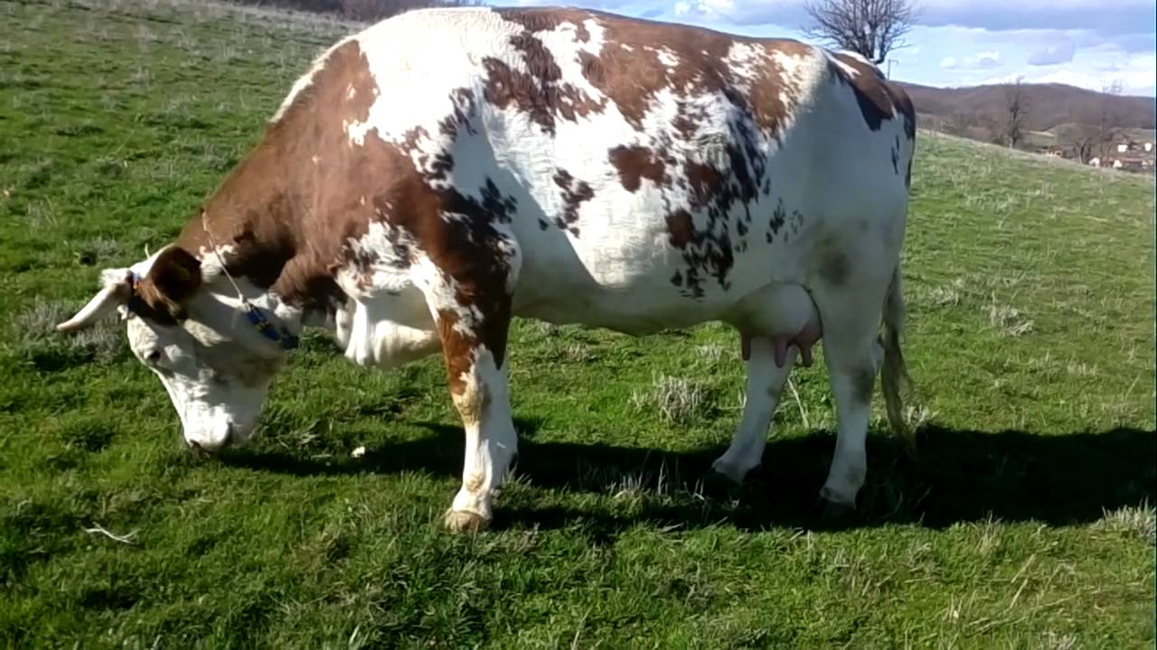 Lopaa Lara lara - Prishtina / Barielva - YouTube