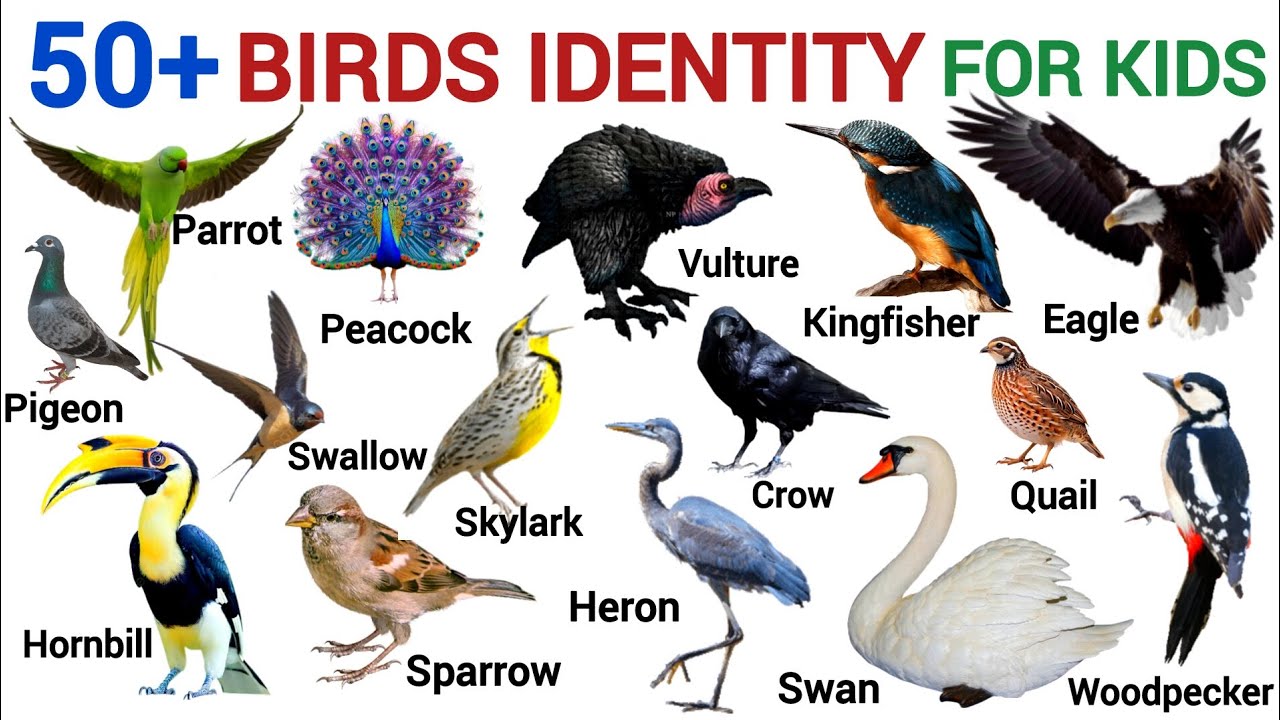 Birds Identity for Kids || Bird's Name in English || Kids Learning ...