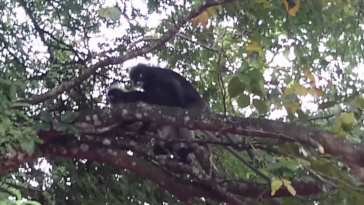 monkey have a sex on the tree - YouTube