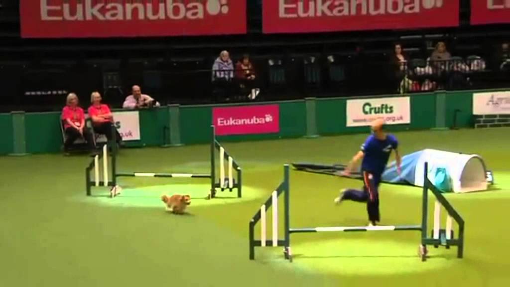 agility winner crufts 2013 - YouTube