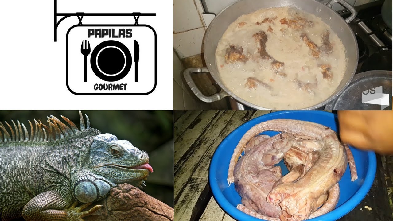 Iguana con coco la mejor receta - YouTube