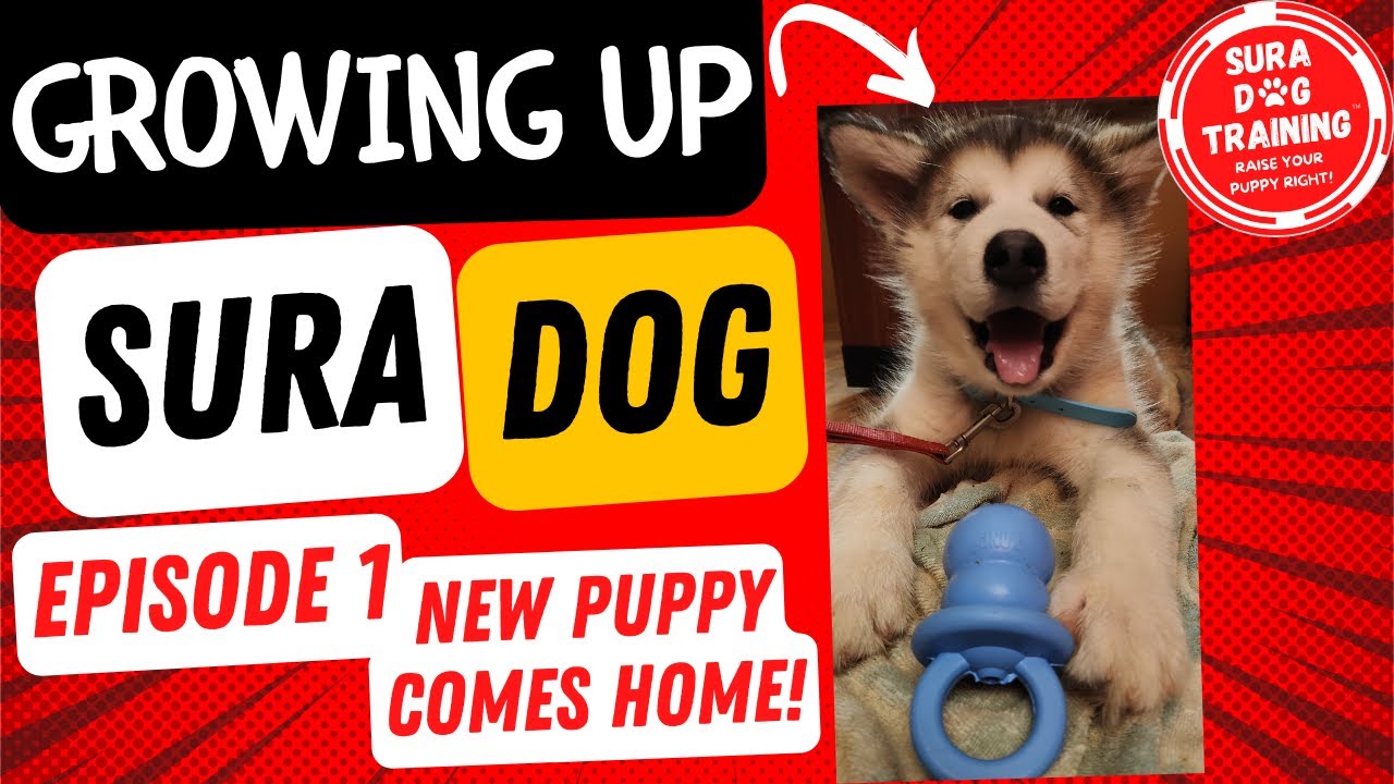 Growing Up Sura Dog: Episode 1 - New Puppy Comes Home! #SuraDogTraining ...