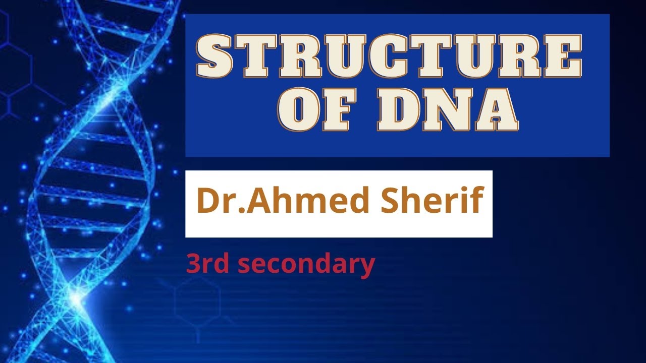 Structure of DNA | 3rd secondary - YouTube
