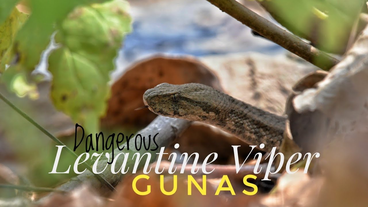LEVANTINE VIPER - Gunas | Dachigam | The Most Dangerous One in The ...