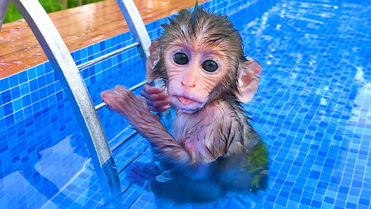 Baby Monkey Bon Bon Swimming at The Pool With Cute Puppy and Duckling ...