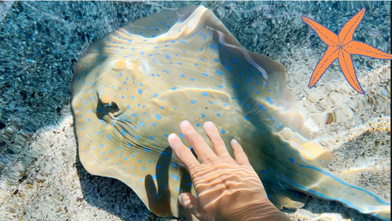 Touching Sharks, Stingrays, and Starfish! Exploring Sea Creatures at ...