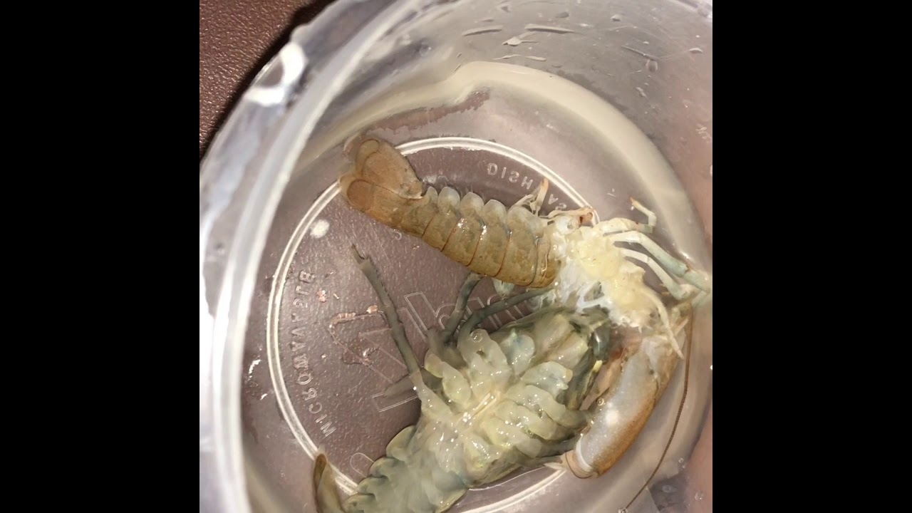 Colorado Crayfish/crawfish Molting - YouTube