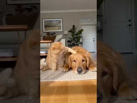 So who’s the victim now, huh? #cat #catcomedy