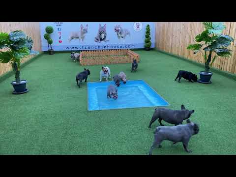 Pool Party Again at Frenchie House - YouTube