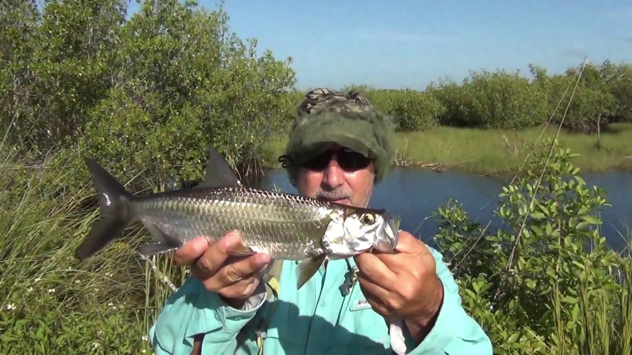 Fly Fishing the Everglades: Small Tarpon - YouTube