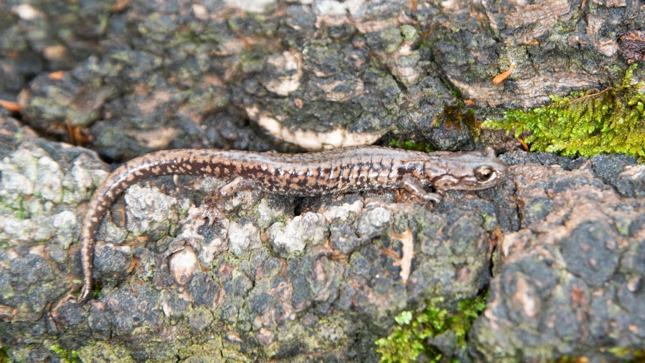 West Texas (well almost) Salamander Herping - YouTube