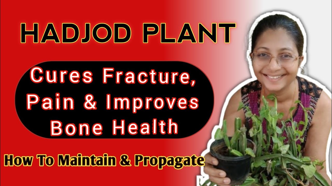 HADJOD PLANT | टूटि हड्डी को जोड़े | Bone setter Plant | Peranda - YouTube