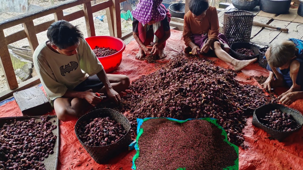 CARDAMOM HARVESTING AND PROCESSING # ARUNACHAL PRADESH GOBUK VILLAGE ...