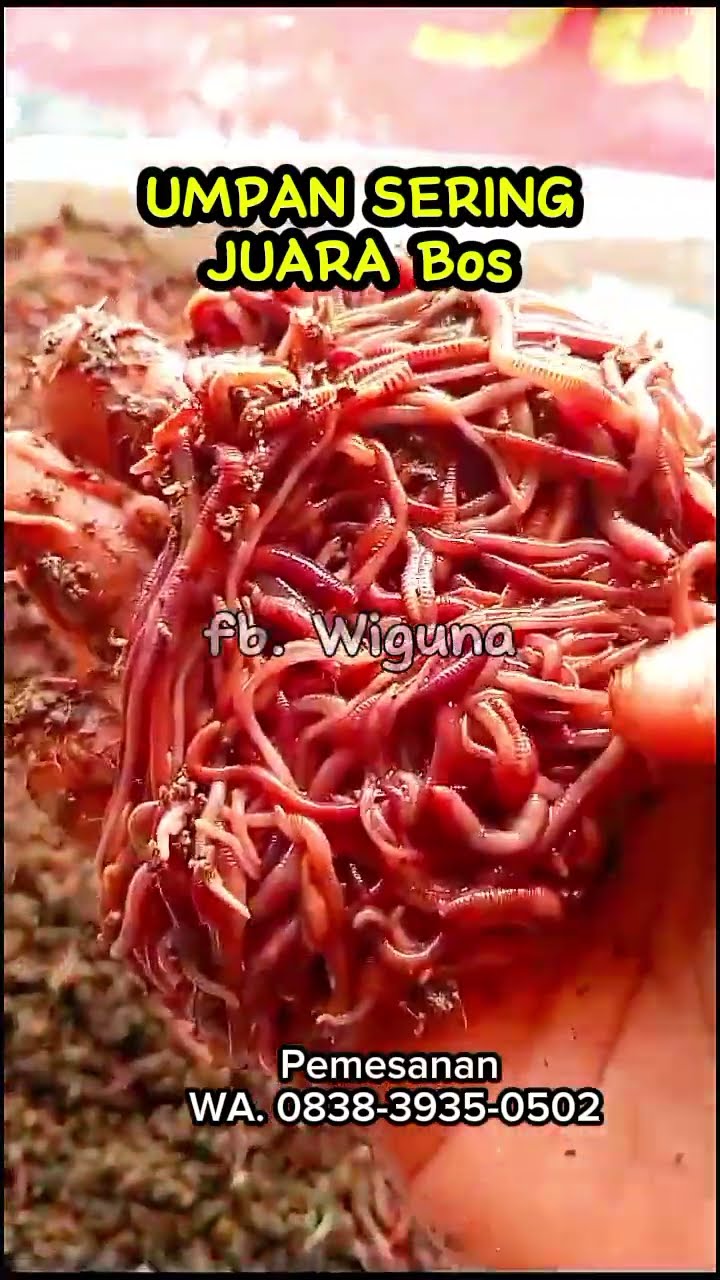 Cacing Tiger Umpan Galatama Lele‼️ Sering Juara Bos #shorts - YouTube