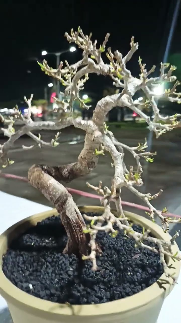bonsai dollar #bonsai - YouTube