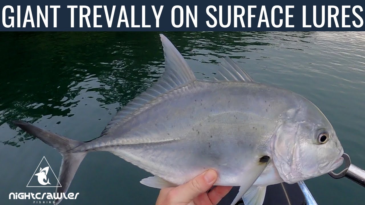 GIANT TREVALLY ON SURFACE LURES: GOLD COAST - YouTube