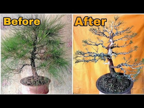 bonsai agoho (Pine tree) before and after work shop, how to make a jin ...
