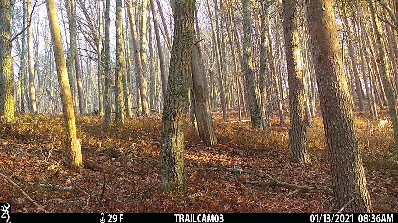 Several Bucks on Pine log WMA following a group of does gps 34.29488 ...